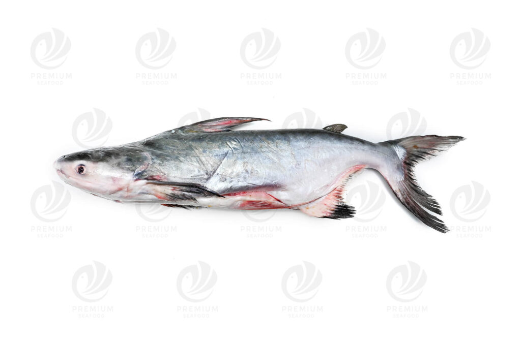 Patin Fish – Premium Seafood Supply Sdn Bhd